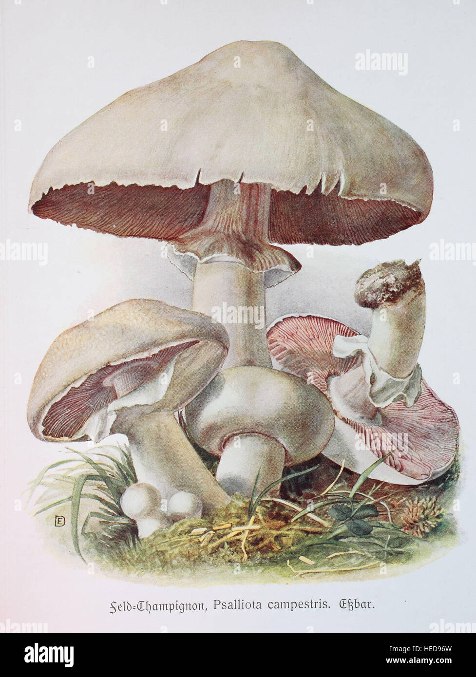 Feld-Champignon, Psalliota campestris oder Wiesen-Champignon, Feld ...