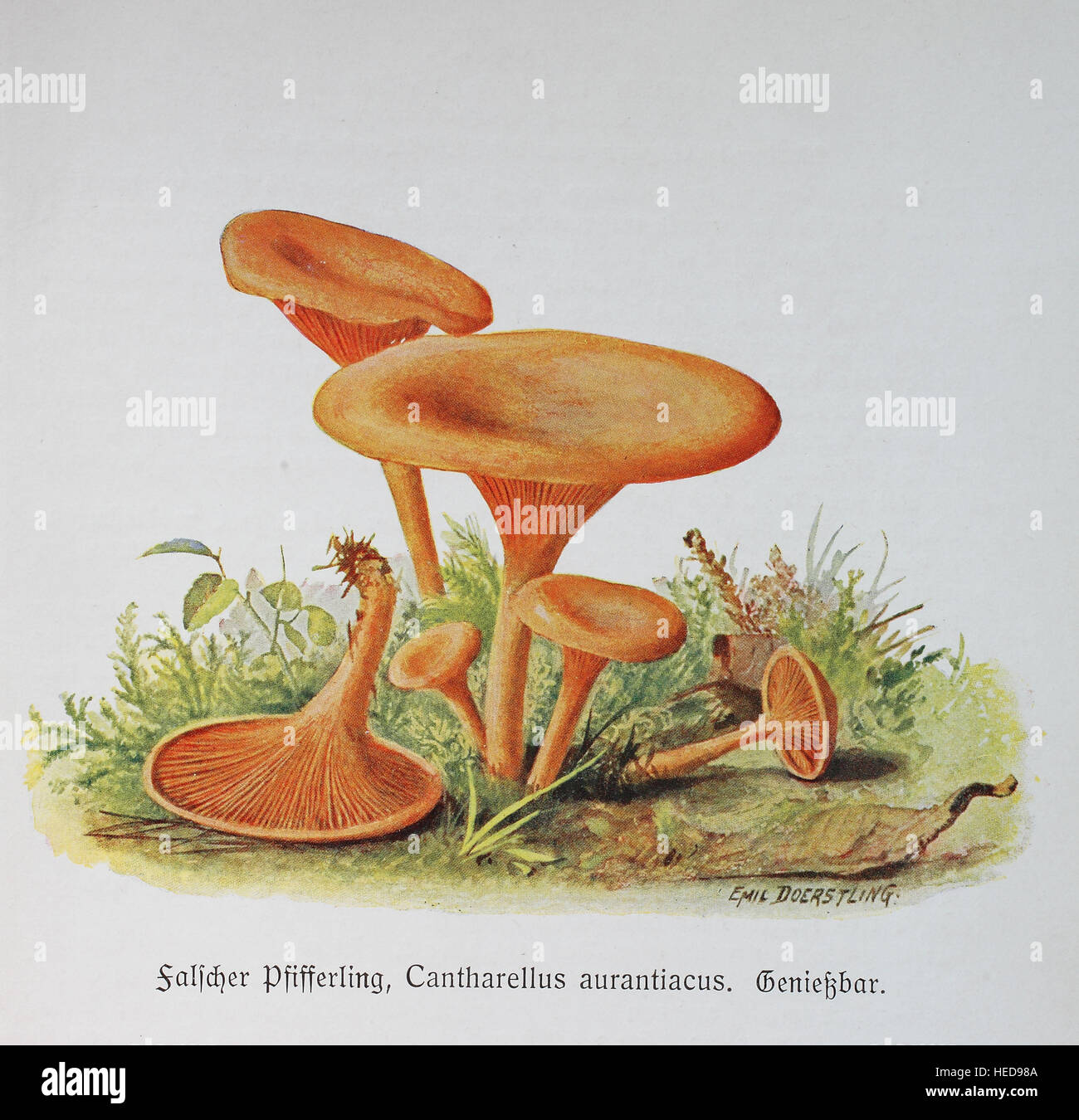 Falscher Pfifferling, Cantharellus aurantiacus oder Hygrophoropsis ...