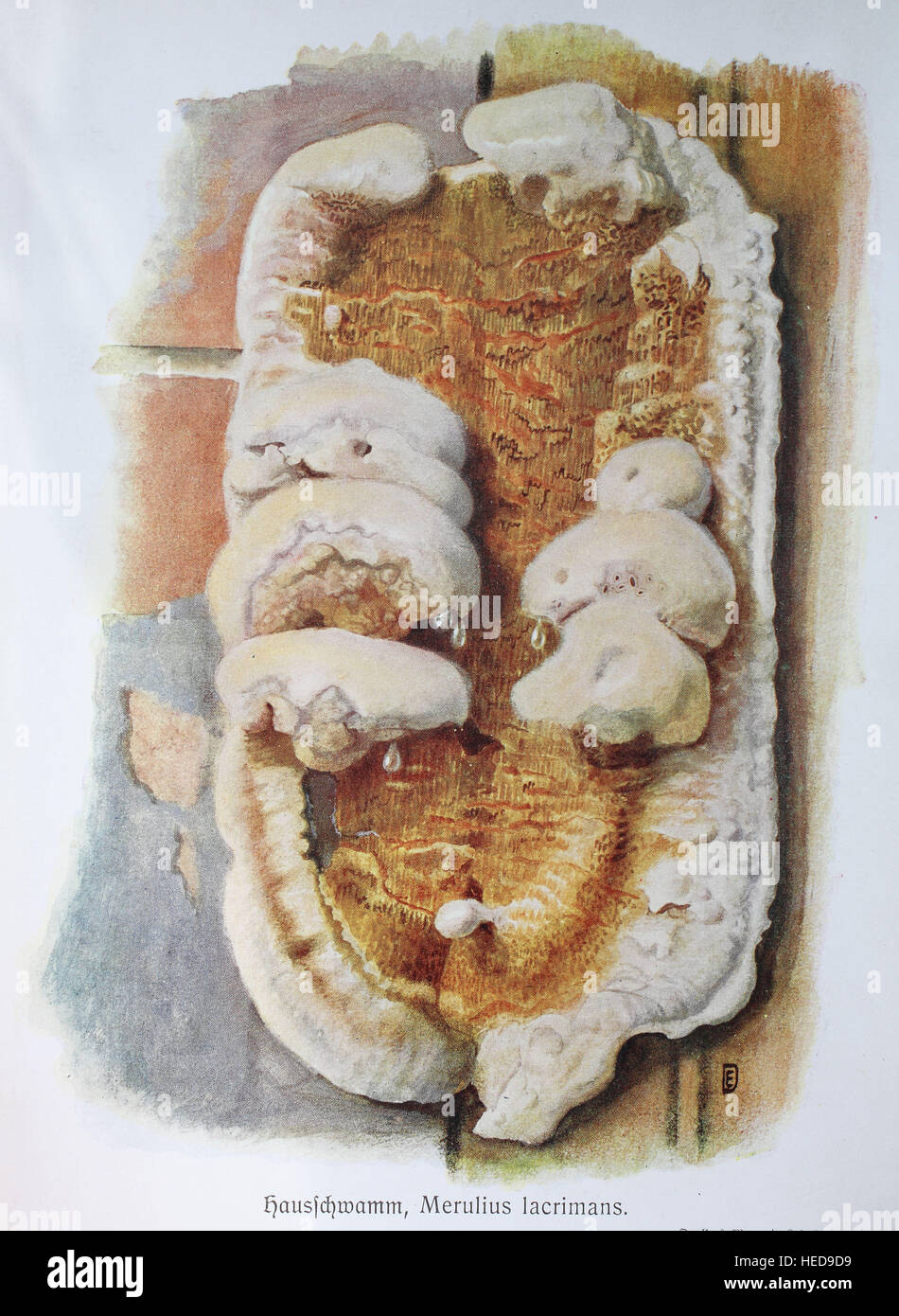 Serpula lacrymans illustration High Resolution Stock Photography and ...