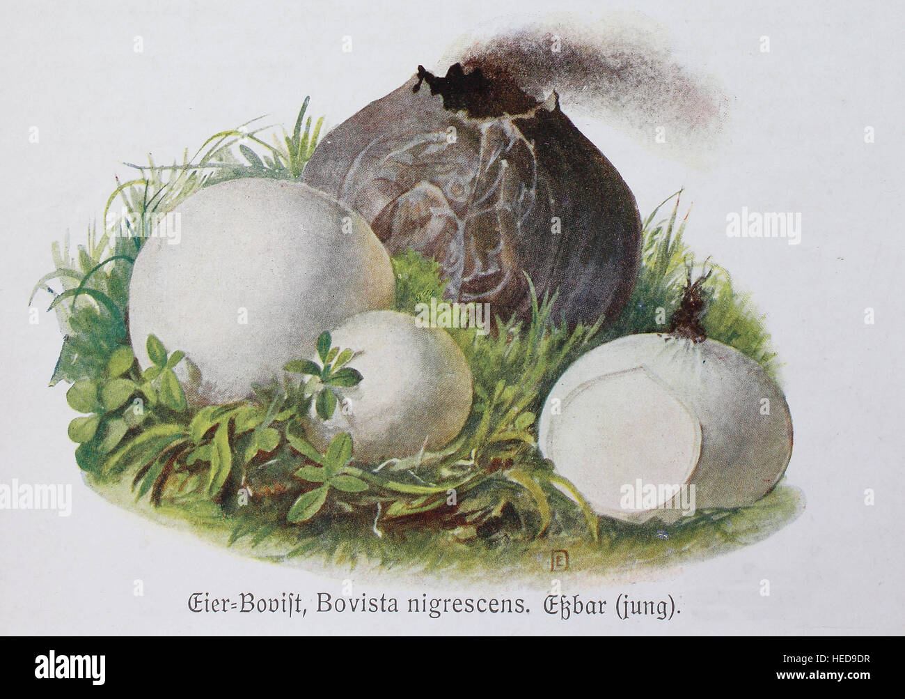 Bovist bovista hi-res stock photography and images - Alamy