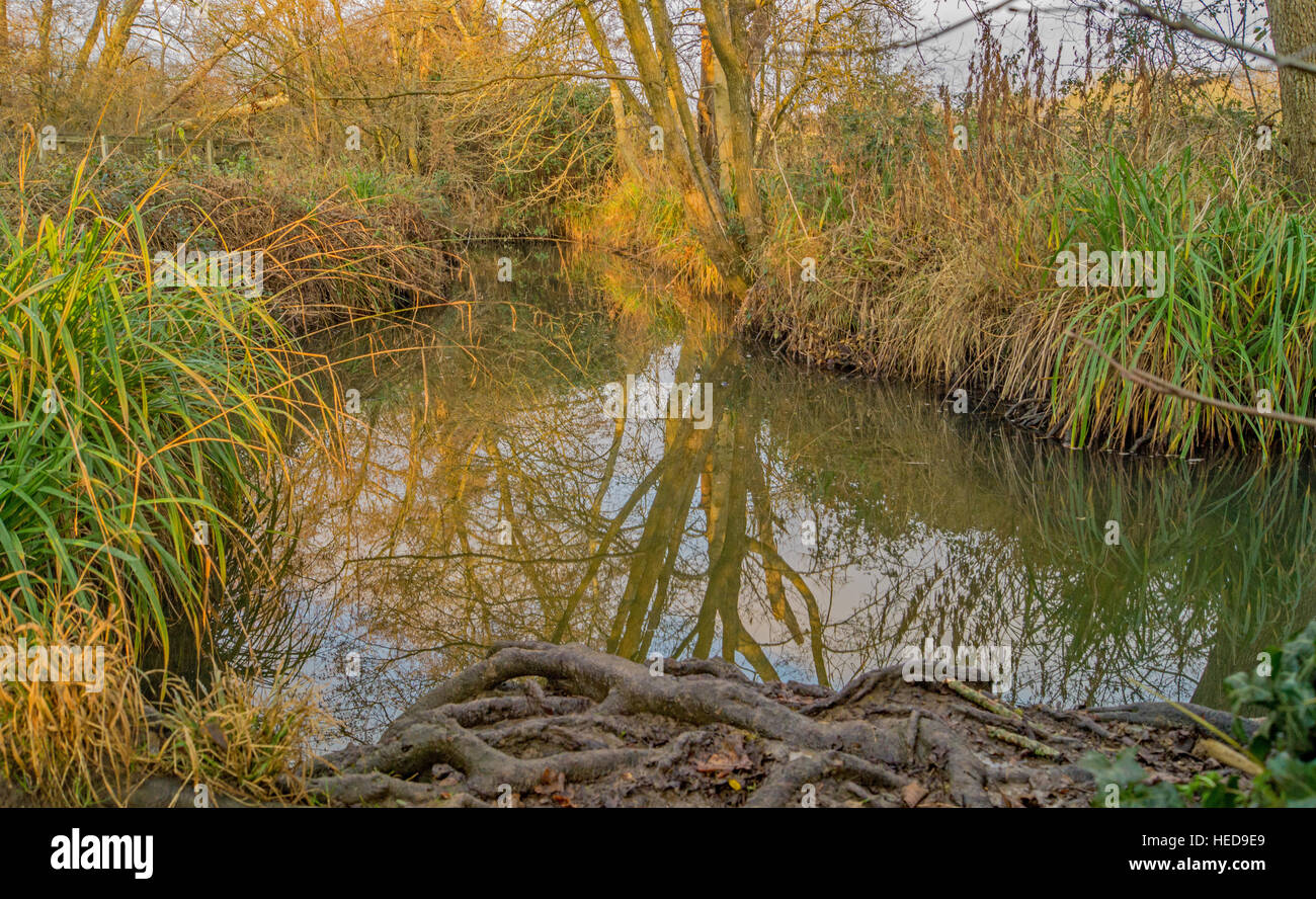 Reflections in a winter stream Stock Photo - Alamy