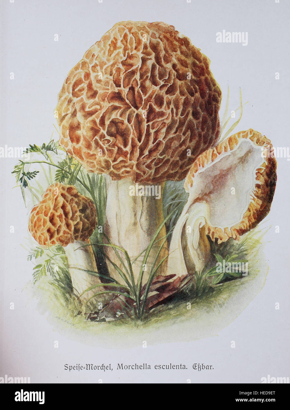 Speise Morchel, Morchella esculenta, digitale Reproduktion einer ...