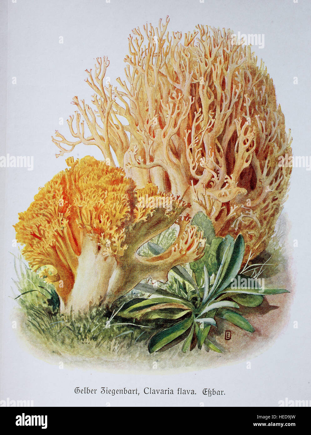 Gelber Ziegenbart, Clavaria flava, digitale Reproduktion einer ...