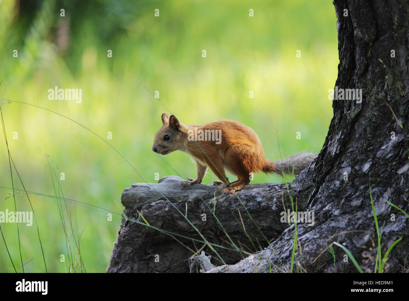 Frightened squirrel hi-res stock photography and images - Alamy