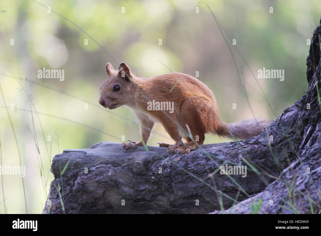 Frightened squirrel hi-res stock photography and images - Alamy