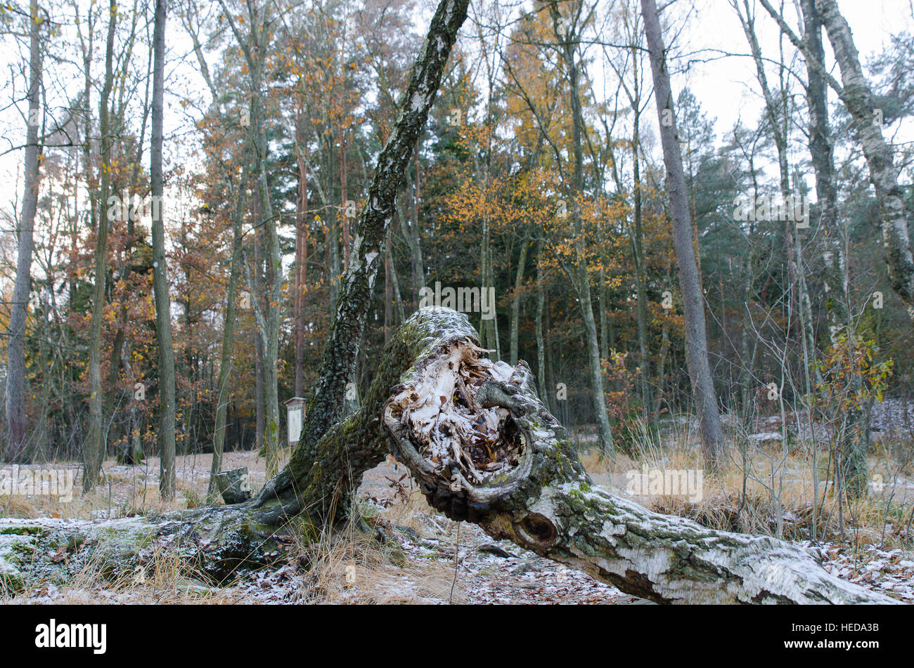 Moss forrest hi-res stock photography and images - Alamy