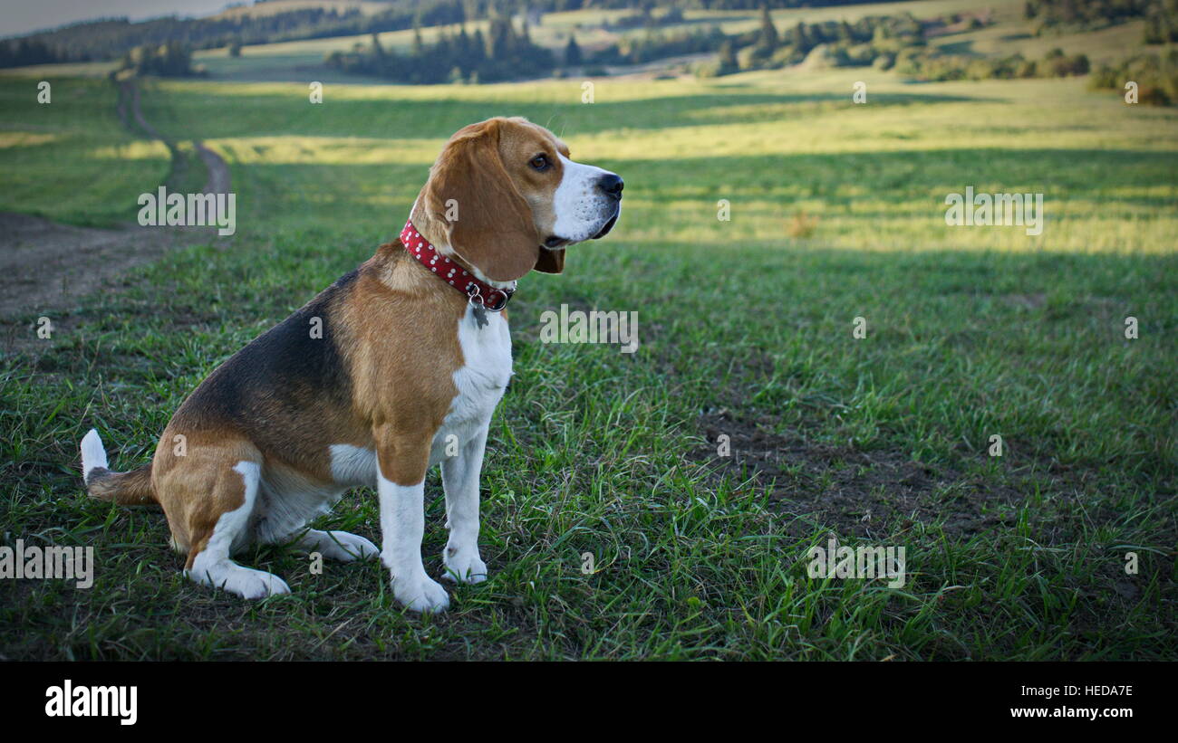 Beagle Dog Sitting at Brandon Solomon blog