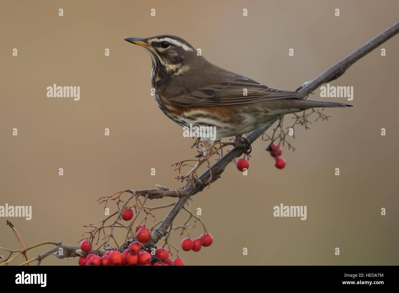 Redwing, a common european bird Stock Photo - Alamy