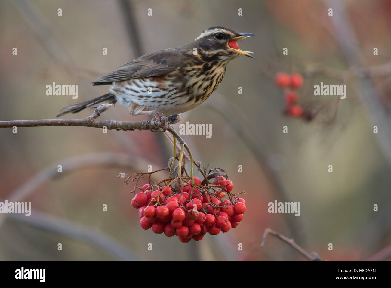 Redwing, a common european bird Stock Photo - Alamy