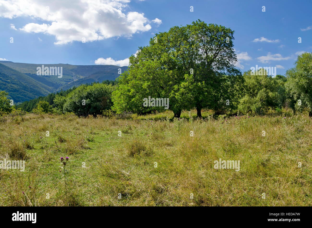 Panorama of glade and green forest in Vitosha mountain, Bulgaria Stock ...