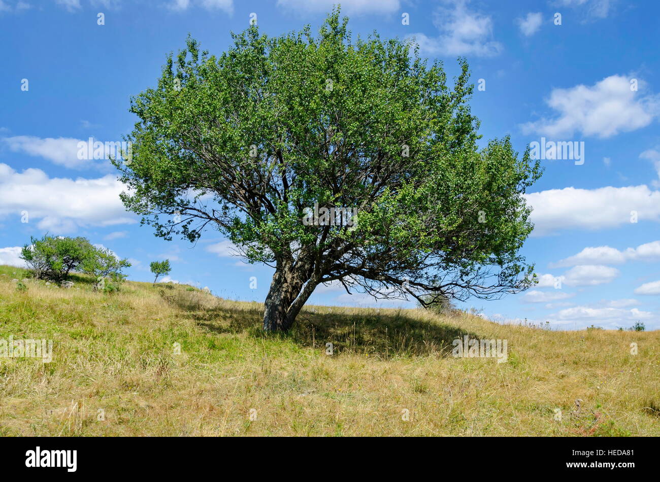 Wild plum single tree in the glade, Vitosha mountain, Bulgaria Stock ...