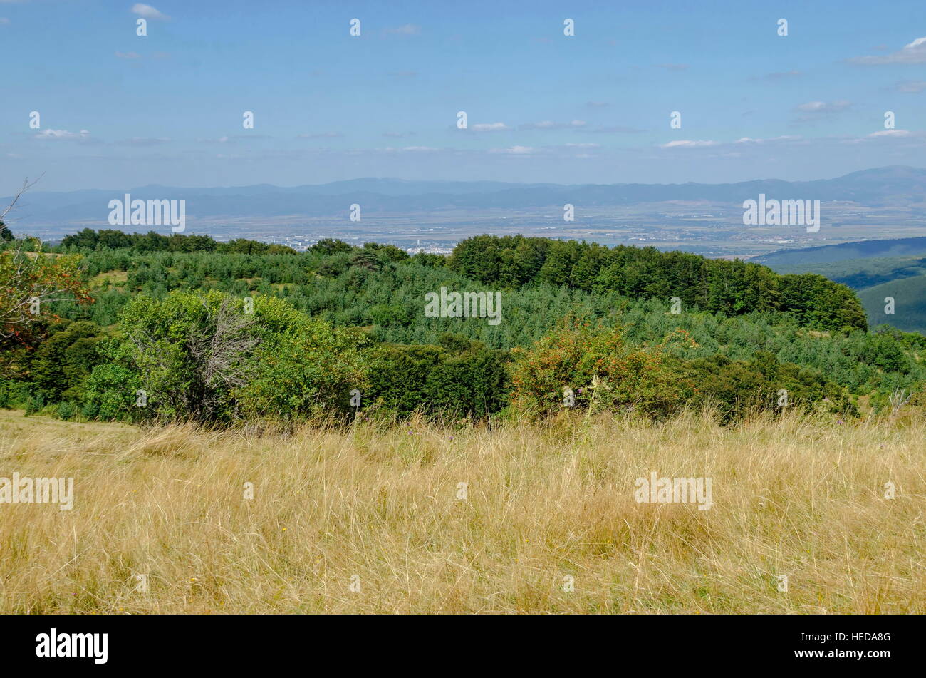 Panorama of glade and green forest in Vitosha mountain and part at ...