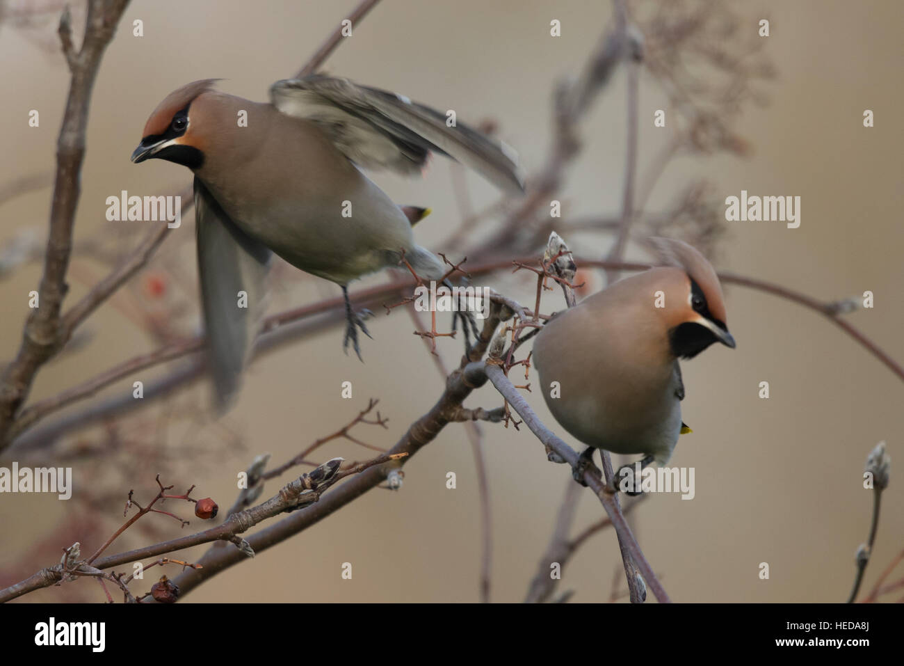 Waxwing, a bird of Northern Europe Stock Photo - Alamy