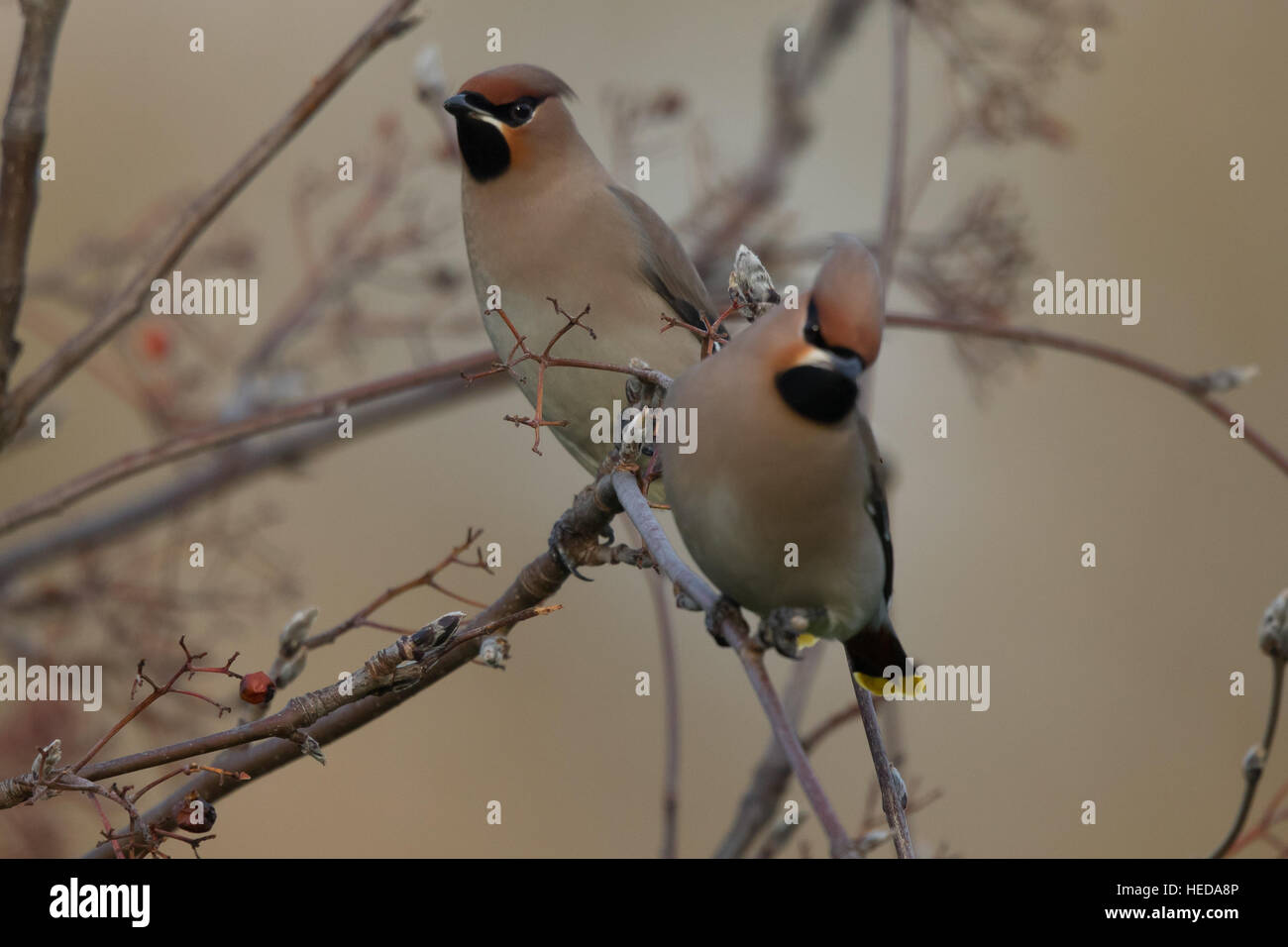 Waxwing, a bird of Northern Europe Stock Photo - Alamy