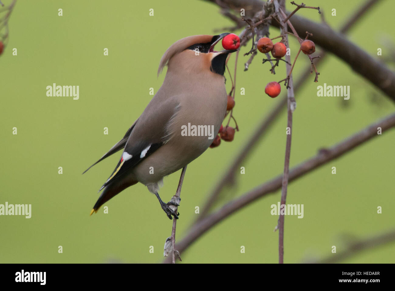 Waxwing, a bird of Northern Europe Stock Photo - Alamy