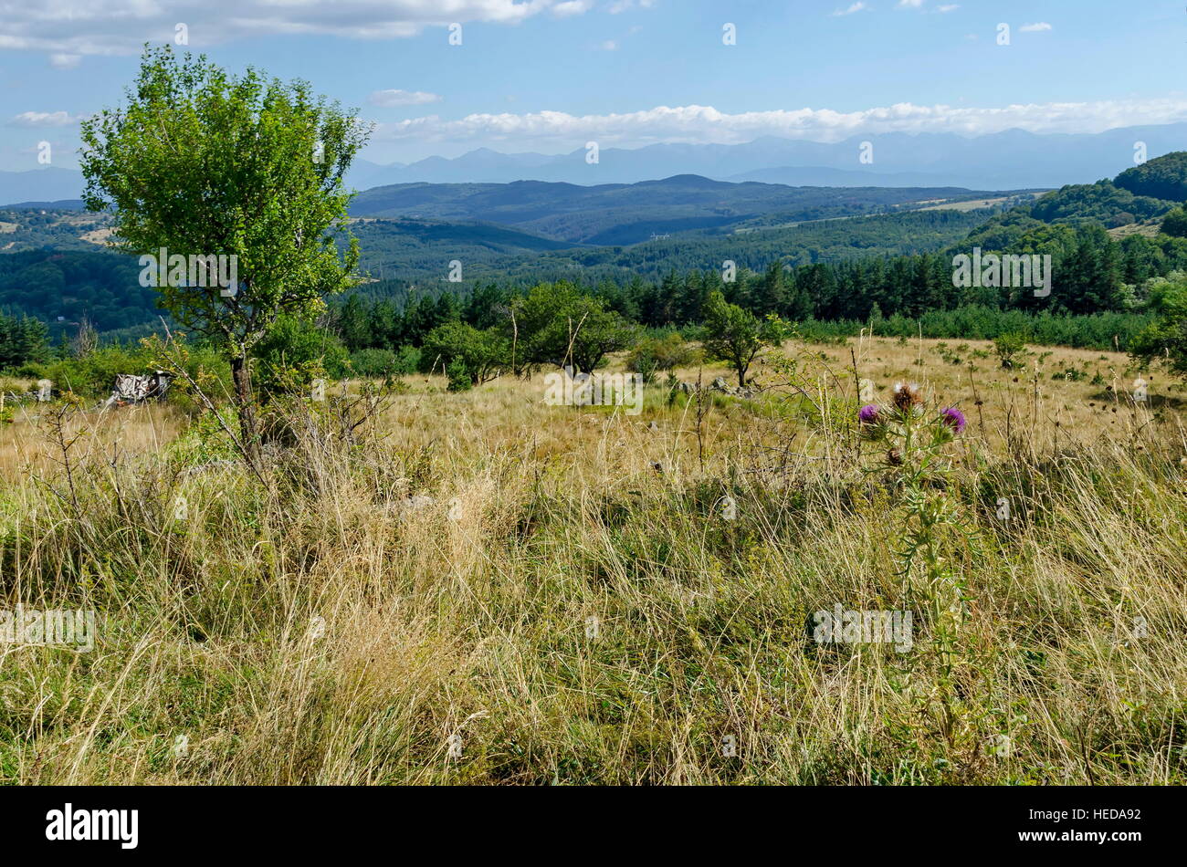 Panorama of glade, green mountain forest and wilderness field in ...