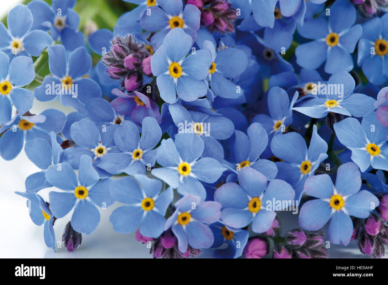 Backdrop of blue forget me nots hi-res stock photography and images - Alamy