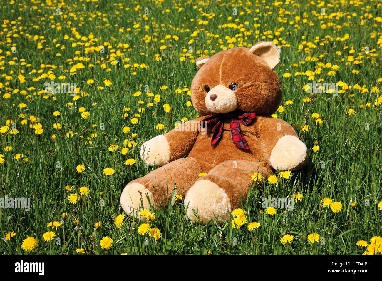 Teddy bear sitting in a flower meadow Stock Photo - Alamy