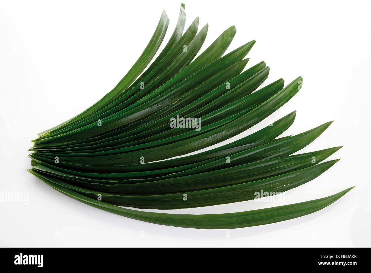 Pandan leaf hi-res stock photography and images - Alamy