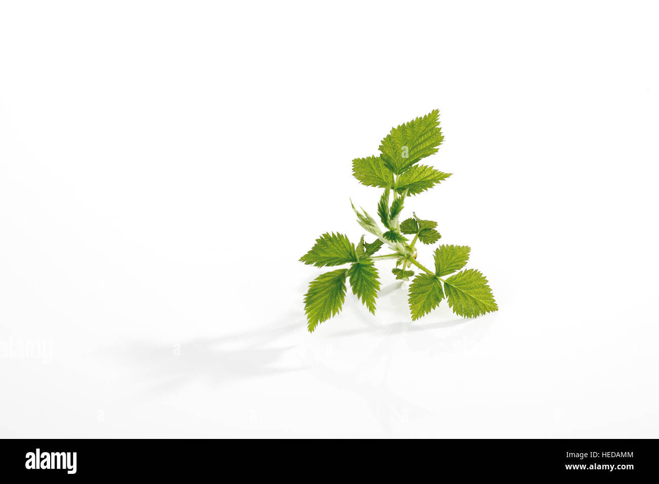 Raspberry (Rubus idaeus) leaves Stock Photo - Alamy