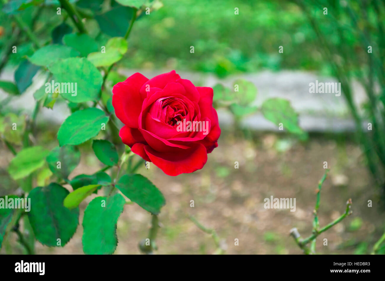 blooming red rose at Diomides botanical garden of Greece Stock Photo ...