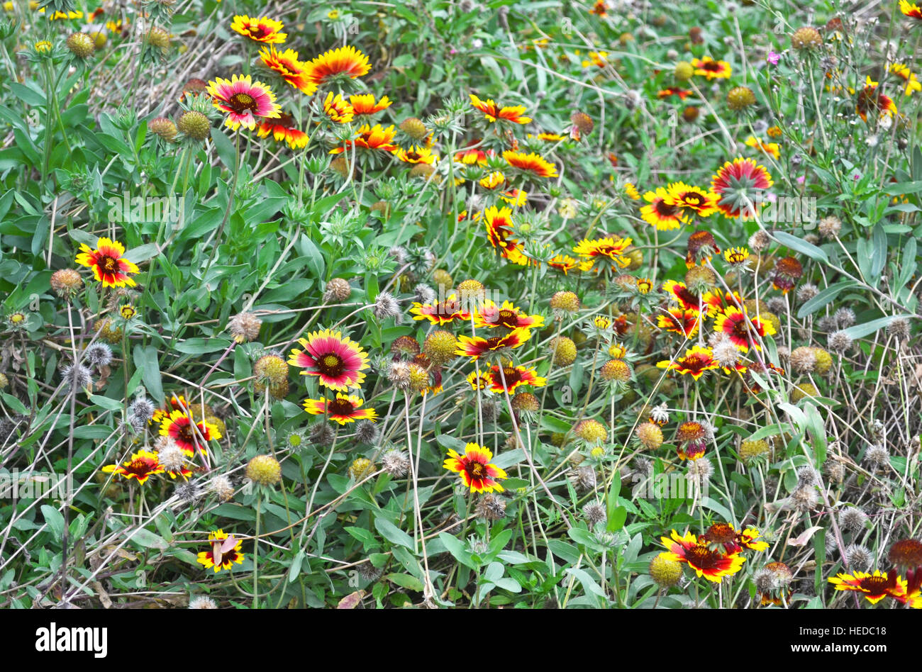 yellow and red daisy flowers photo texture Stock Photo - Alamy