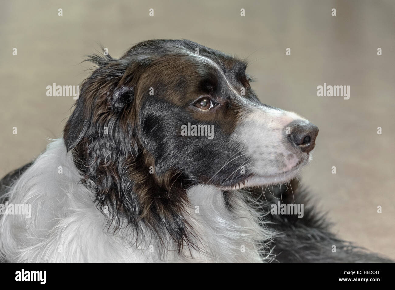 Border collie back hi-res stock photography and images - Alamy