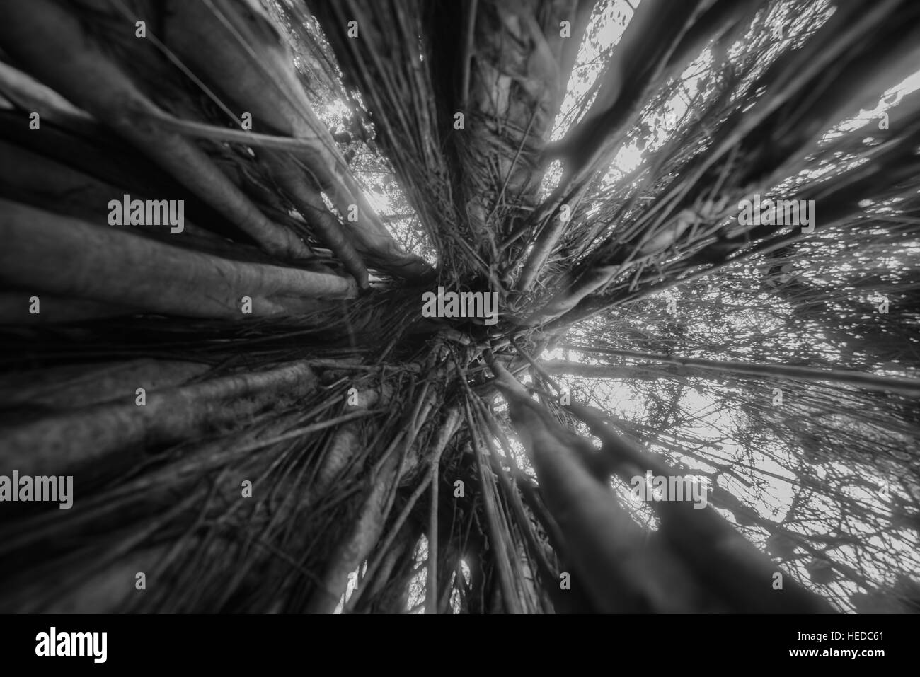 Looking through images Black and White Stock Photos & Images - Alamy