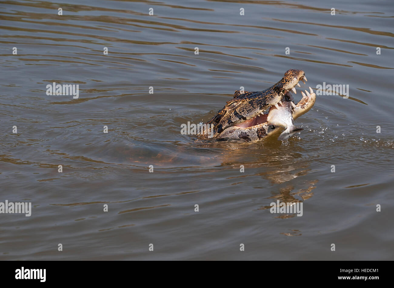 Caiman eating a fish in Pantanal, Brazil Stock Photo - Alamy