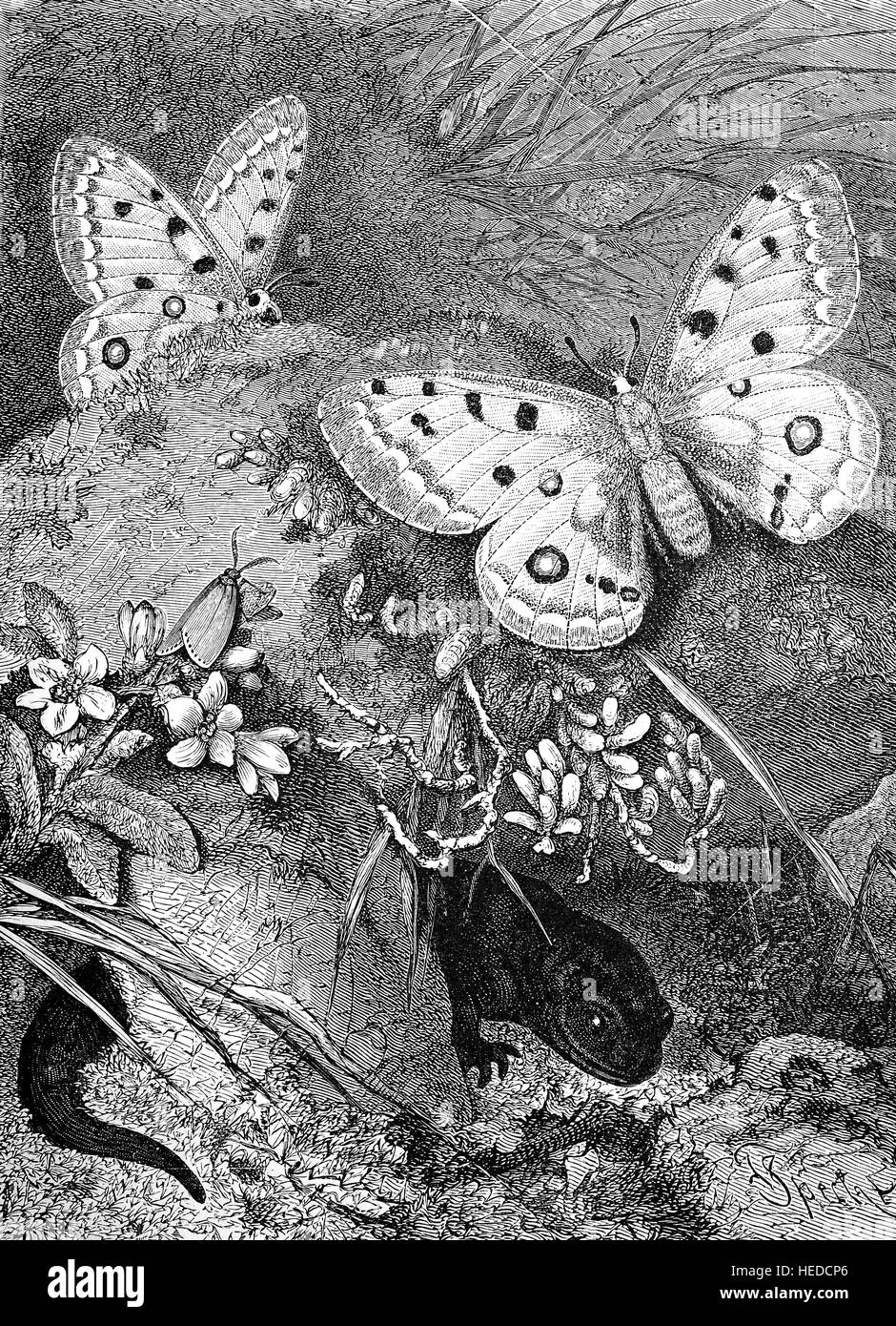 The Apollo or mountain Apollo, Parnassius apollo, is a butterfly of the ...