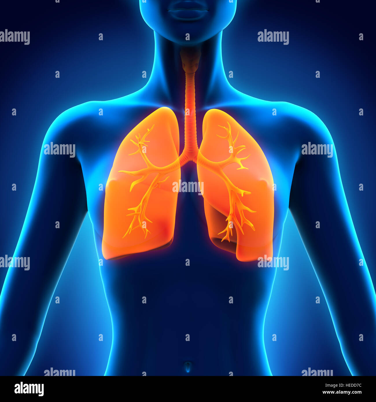 Human Respiratory System Stock Photo - Alamy