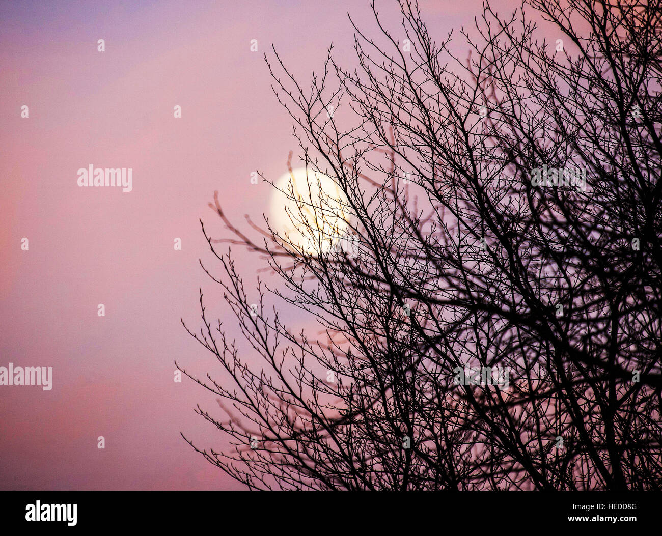 Moon rising through bare tree branches in winter Stock Photo - Alamy