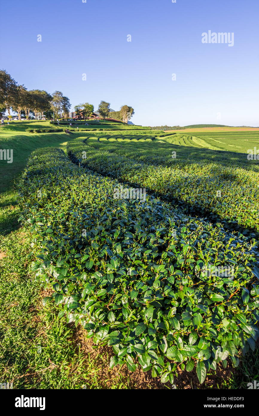 Tea plantation, tea field, tea farm Stock Photo - Alamy