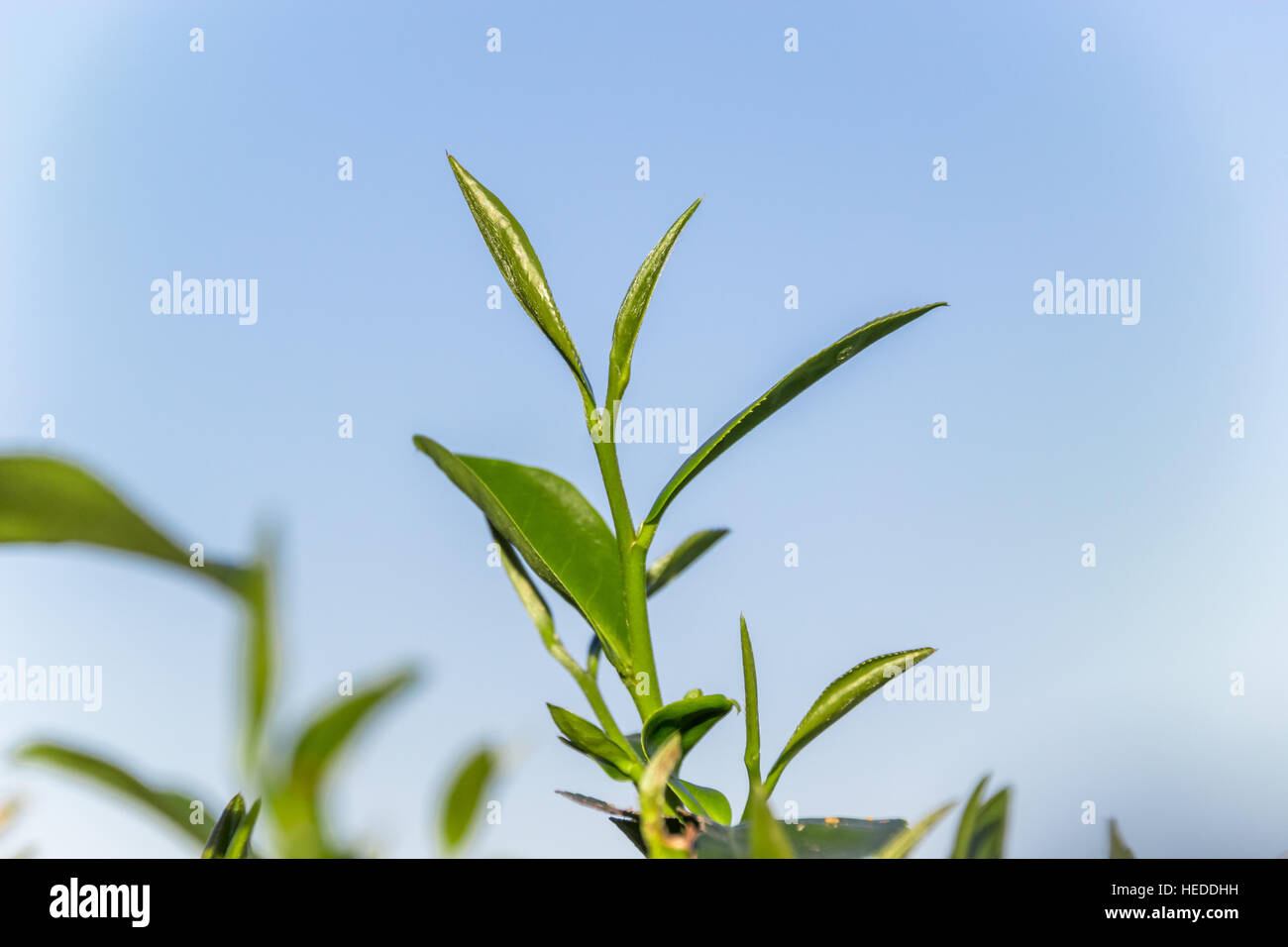Tea plantation farm hi-res stock photography and images - Alamy