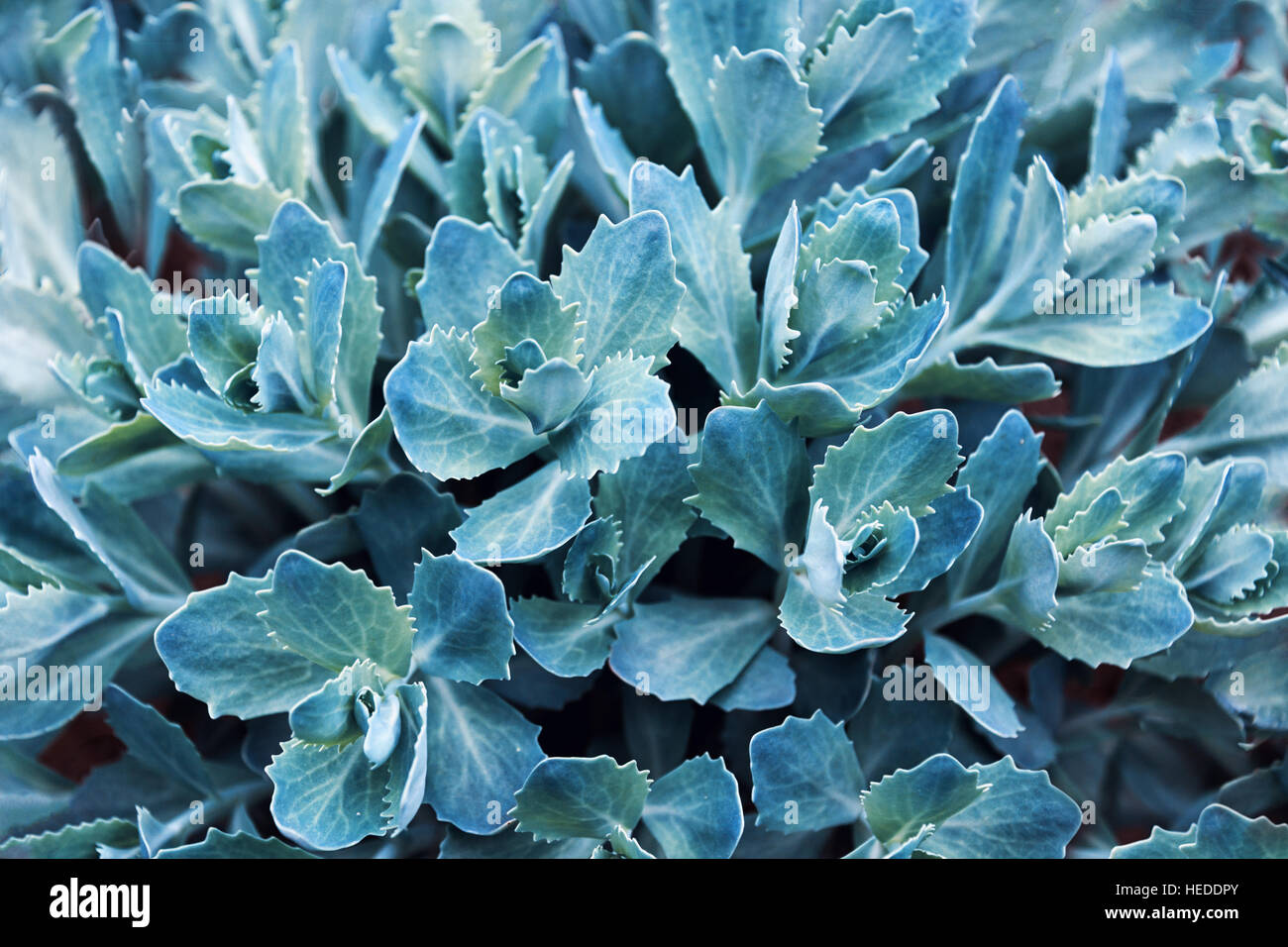 Blue leaves close-up top view. Natural background Stock Photo - Alamy