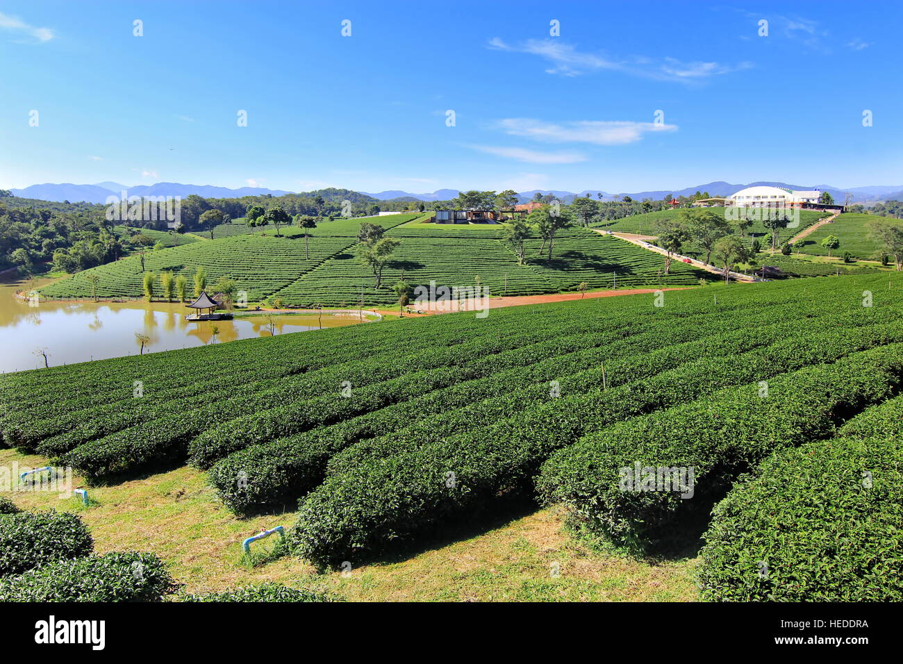 Tea plantation in Chiang rai province, north Thailand Stock Photo - Alamy