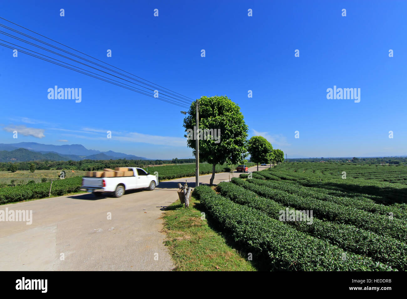 Driving a truck into the tea plantation Stock Photo - Alamy