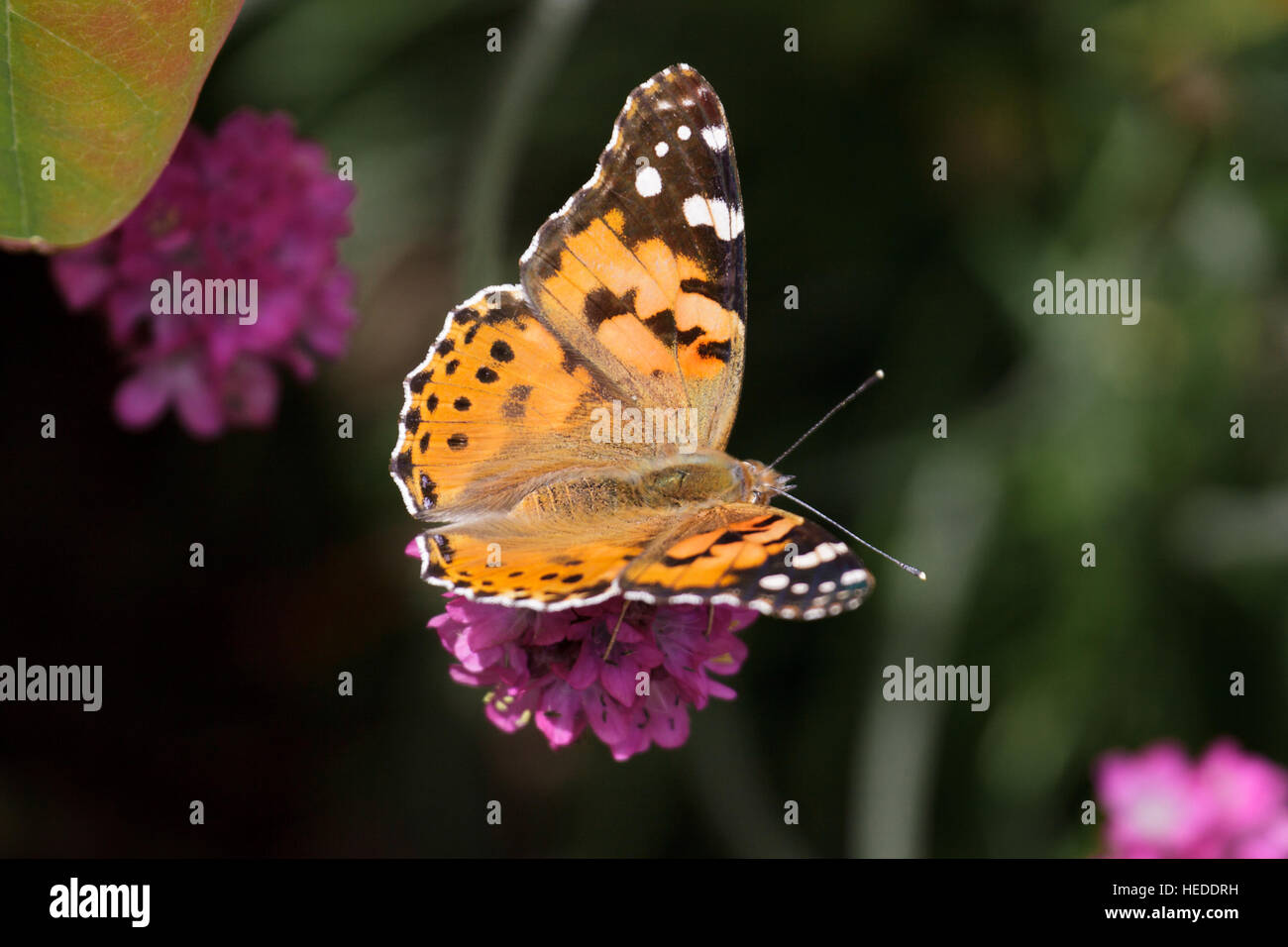Close-up of a Painted Lady (Vanessa cardui) Butterfly Stock Photo - Alamy