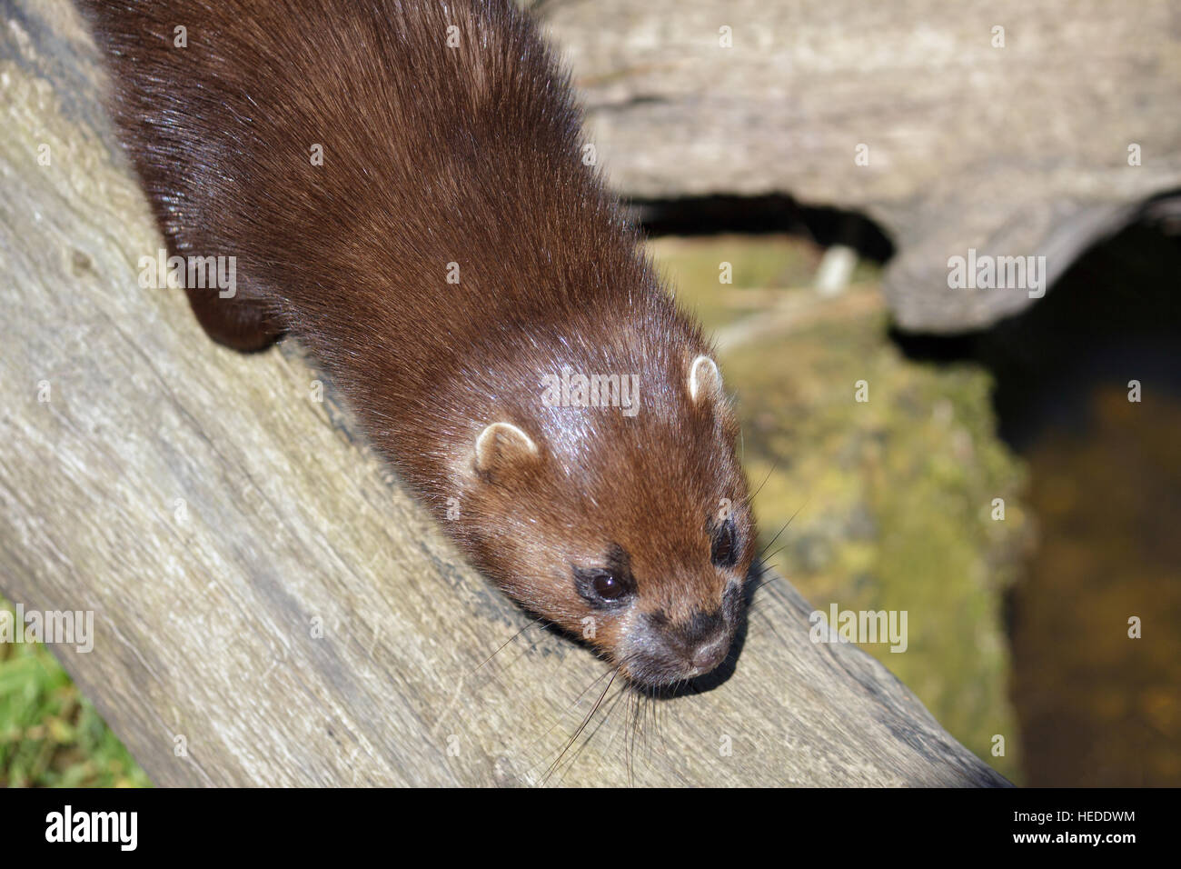 Webbed paws hi-res stock photography and images - Alamy