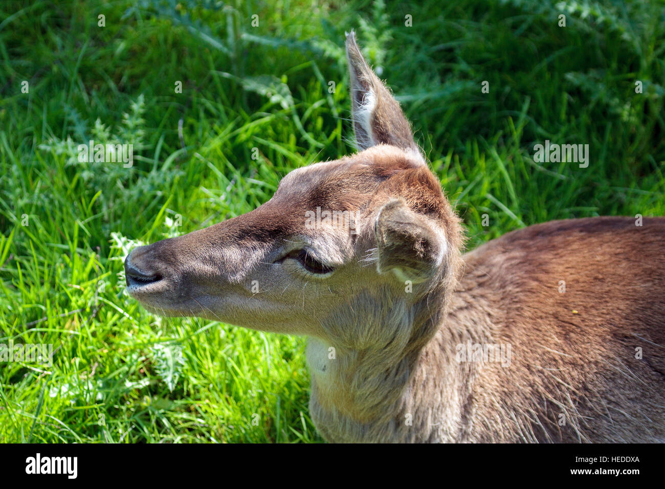 Hairy deer hi-res stock photography and images - Alamy