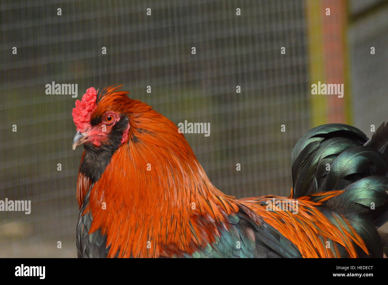 Dutch bantam rooster on a local farm Stock Photo - Alamy