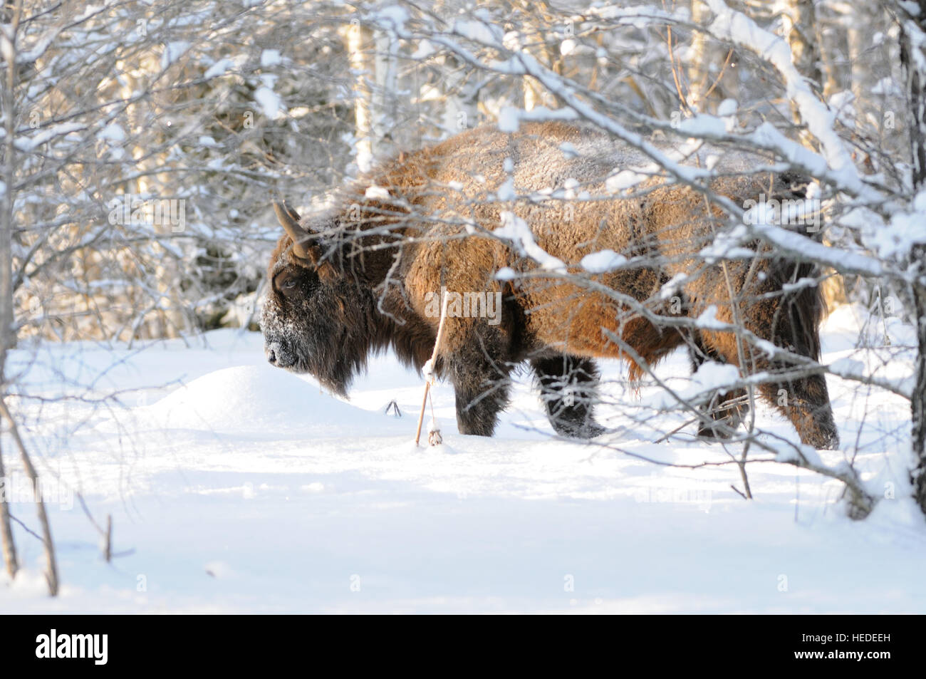 European bison (Wisent, Bison bonasus) in winter forest. National park ...