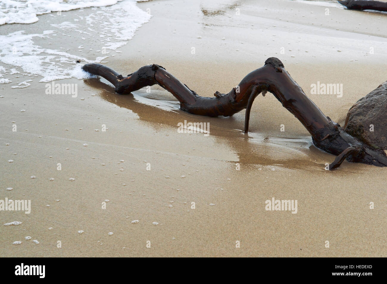 fallen trees on the beach, the trunks of fallen trees to the sea Stock ...