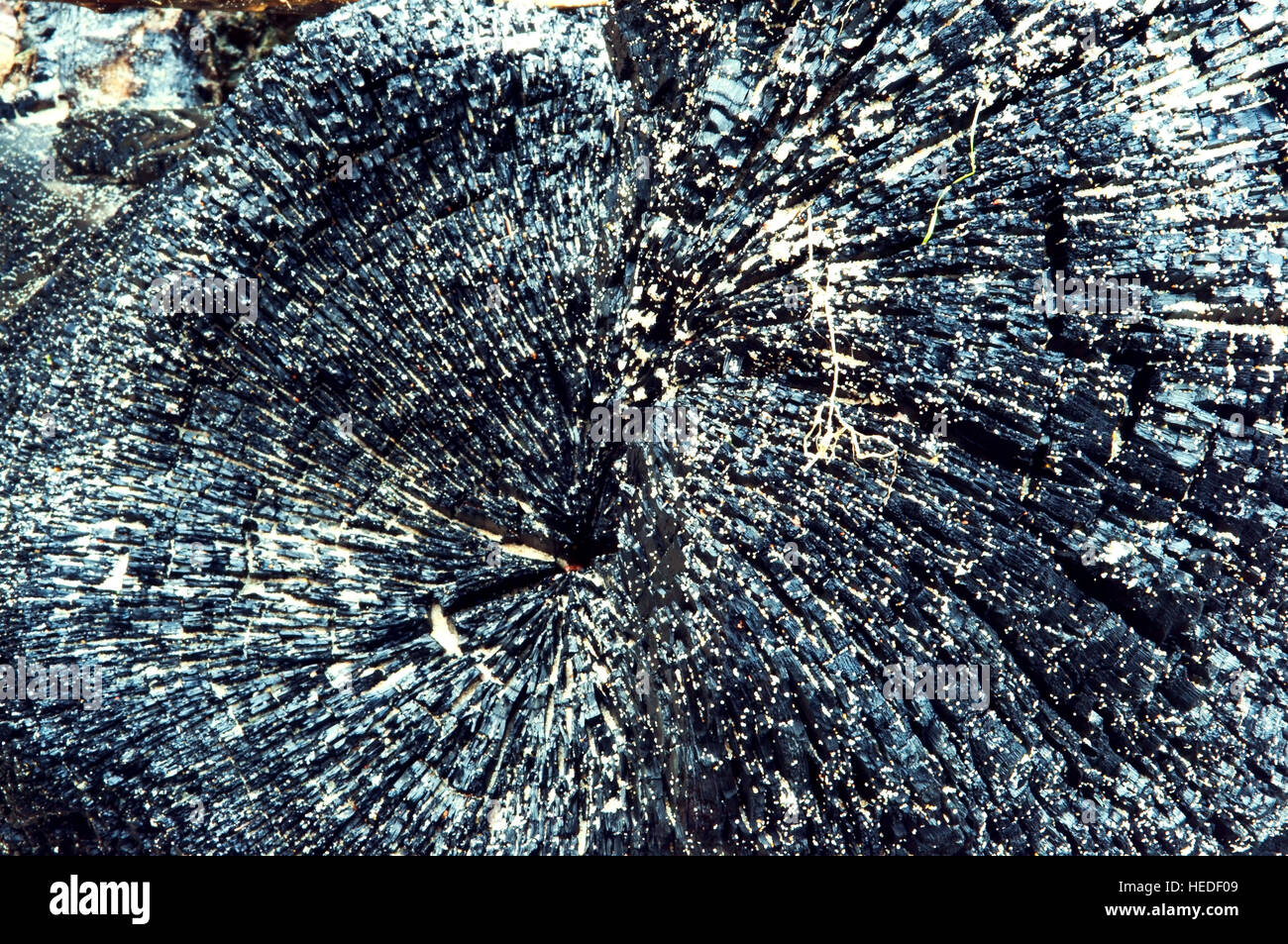 Burnt tree hi-res stock photography and images - Alamy