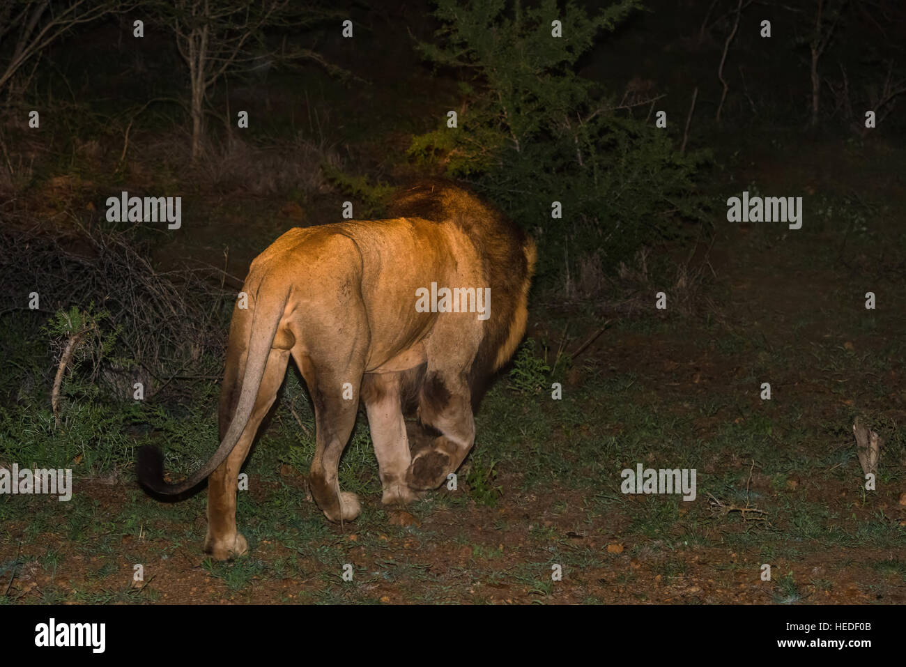 Lion namibia night hi-res stock photography and images - Alamy