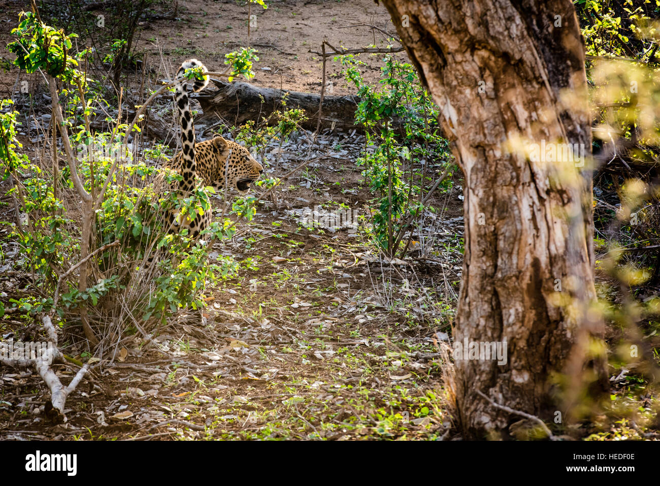 Powerful male leopard Stock Photo - Alamy