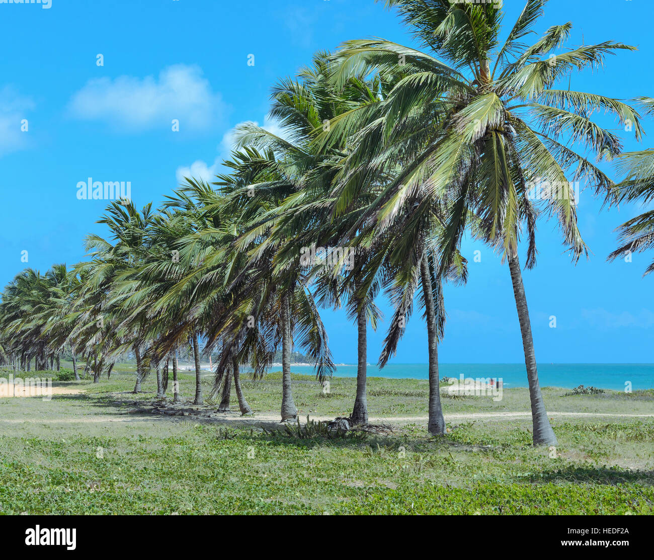 Large coconut trees in rows in front of a beautiful beach of blue ...