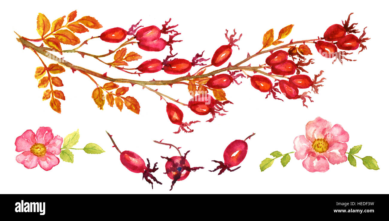Sprig of rose hips with berries and blossoms, isolated set hand painted ...