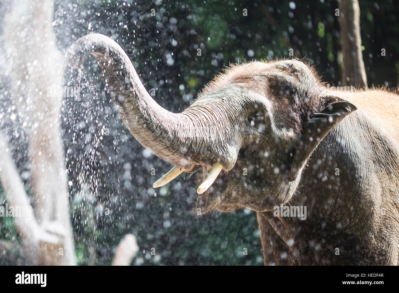 Elephant Playing with Water Stock Photo - Alamy