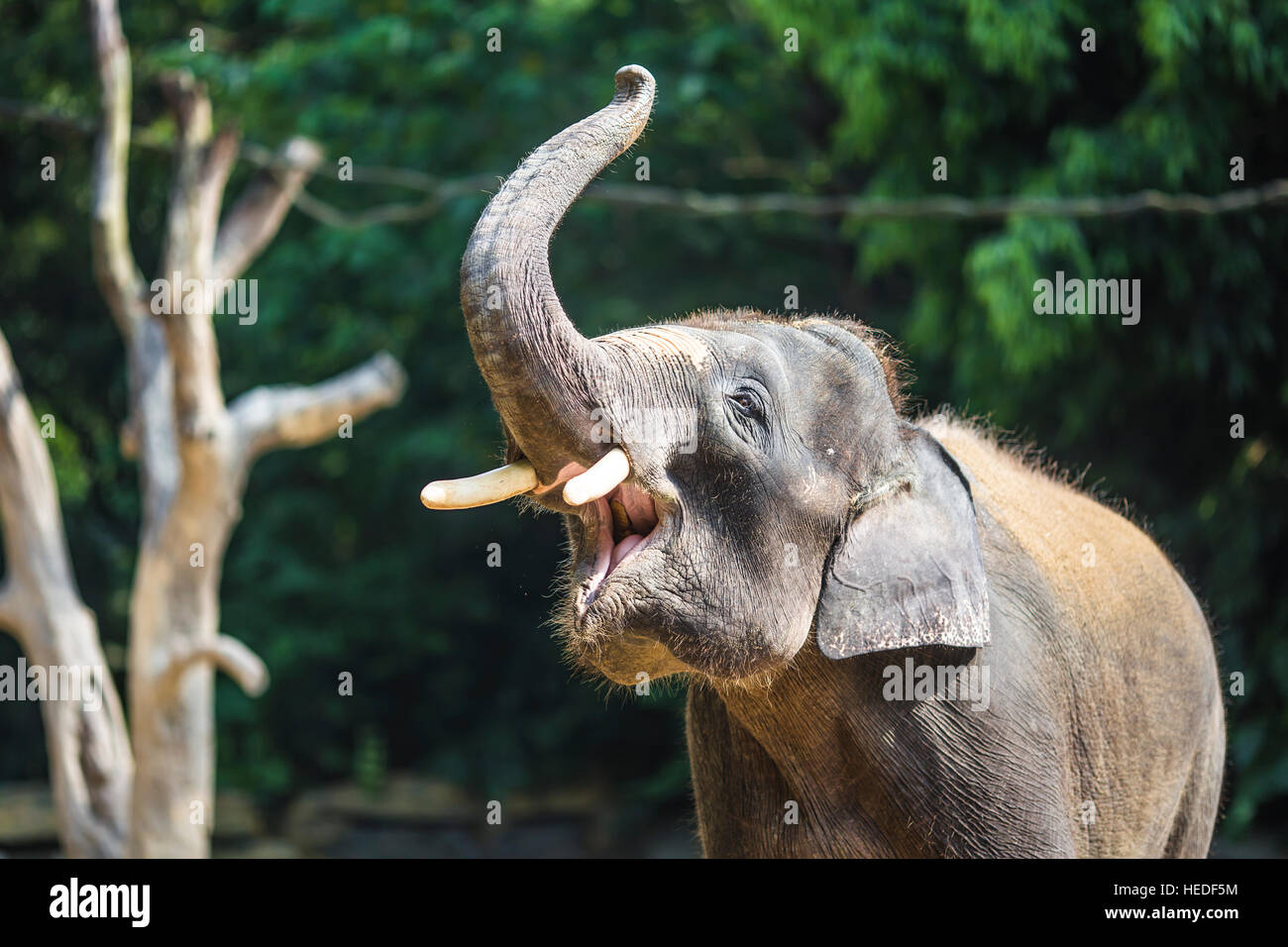 Alone elephant hi-res stock photography and images - Alamy